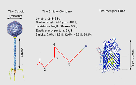 NANOBIOPHYSICS LAB/ Projects